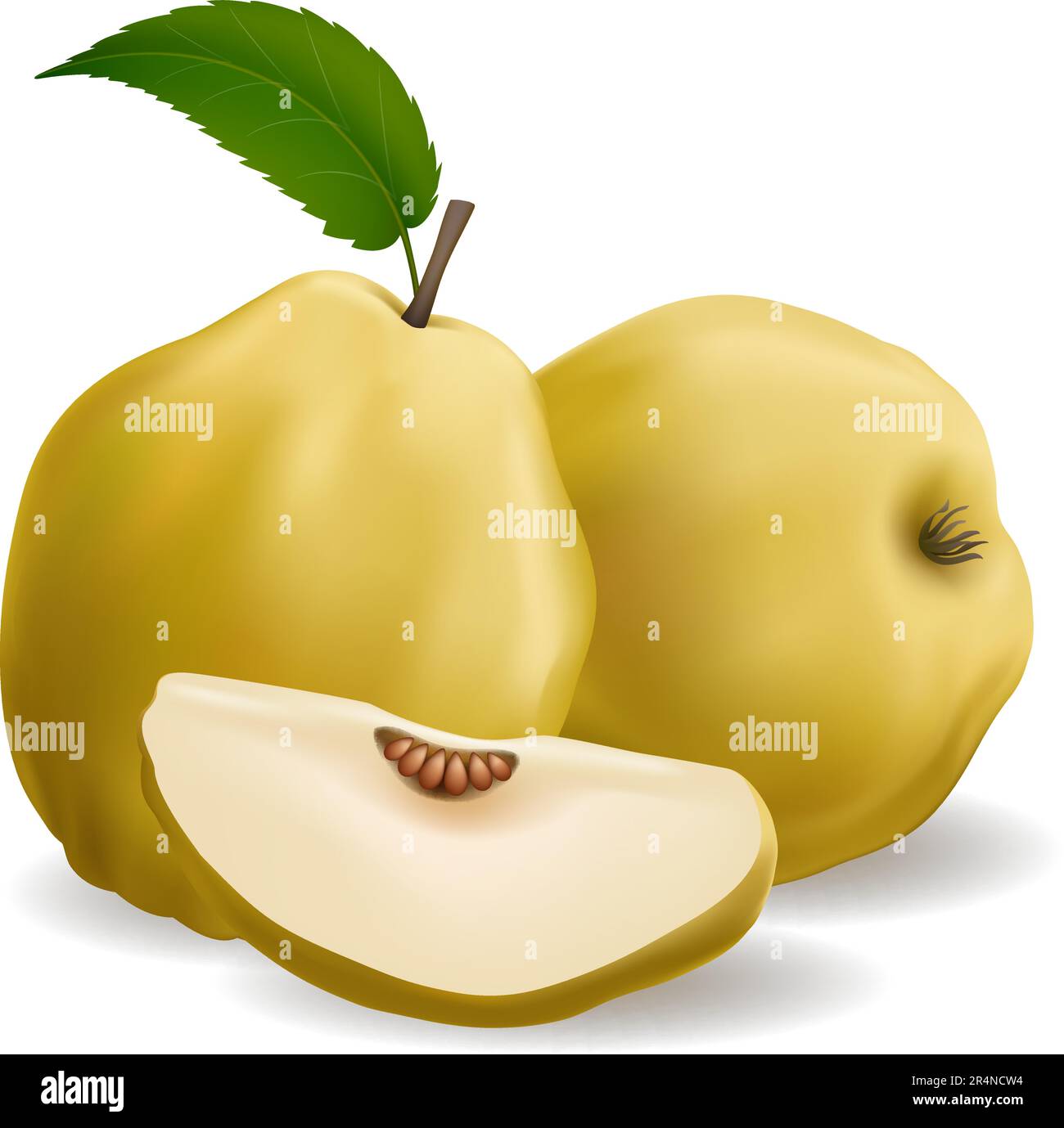 Quince whole and slice Stock Vector Image & Art - Alamy