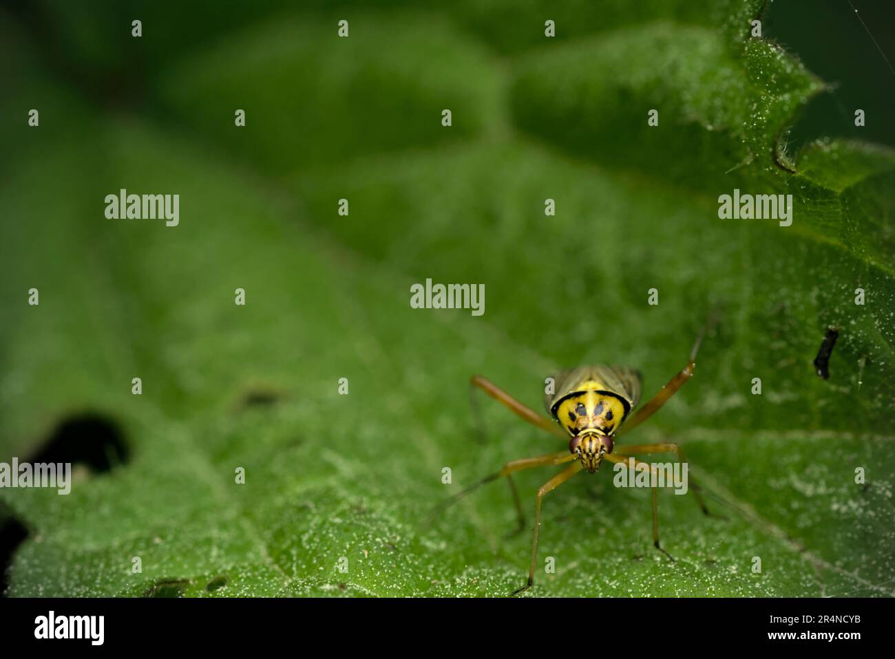 Single capsid bug (Rhabdomiris striatellus) crawling on nettle (Urtica ...