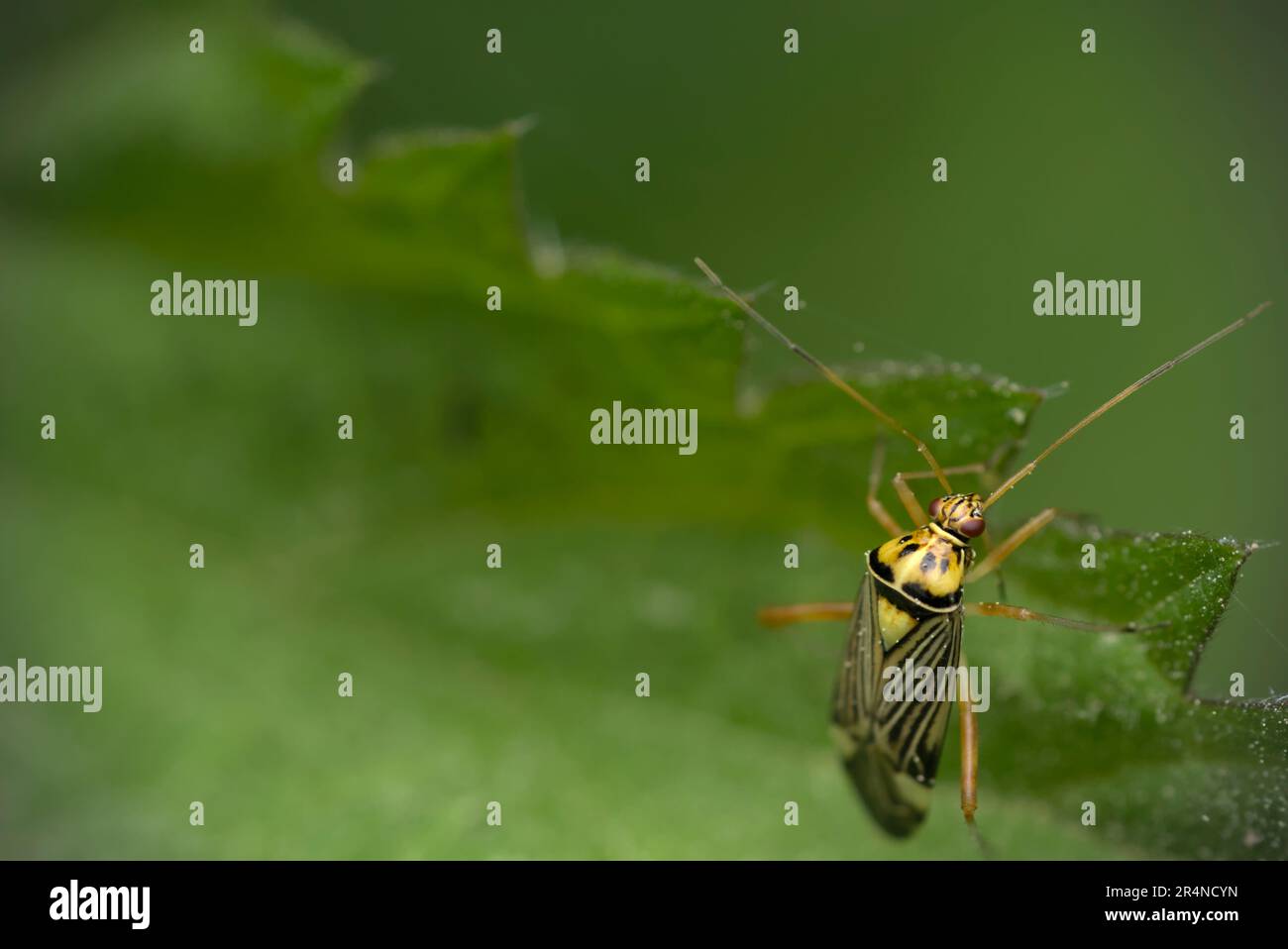 Single capsid bug (Rhabdomiris striatellus) crawling on nettle (Urtica ...