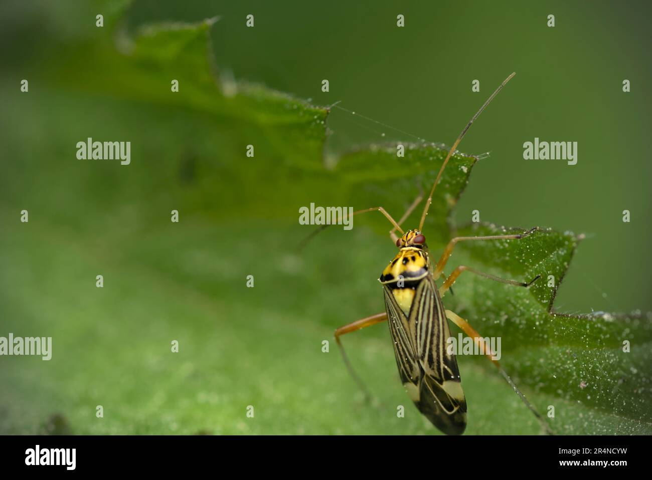 Single capsid bug (Rhabdomiris striatellus) crawling on nettle (Urtica ...