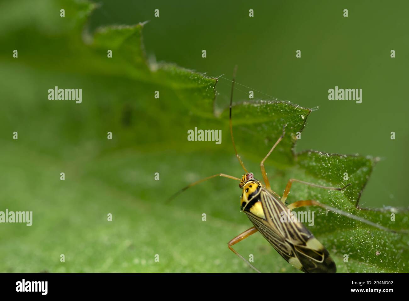 Single capsid bug (Rhabdomiris striatellus) crawling on nettle (Urtica ...