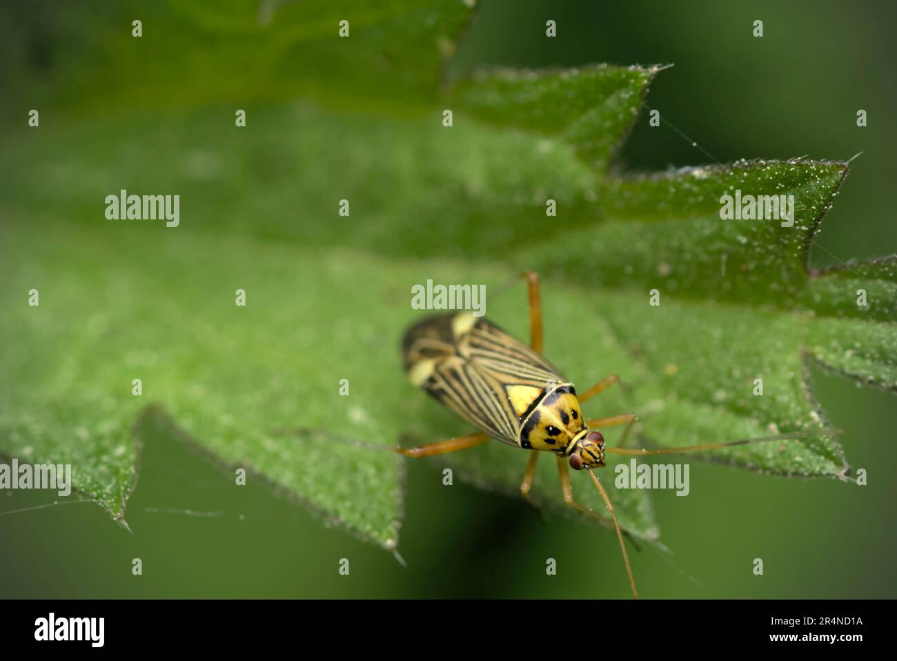 Single capsid bug (Rhabdomiris striatellus) crawling on nettle (Urtica ...