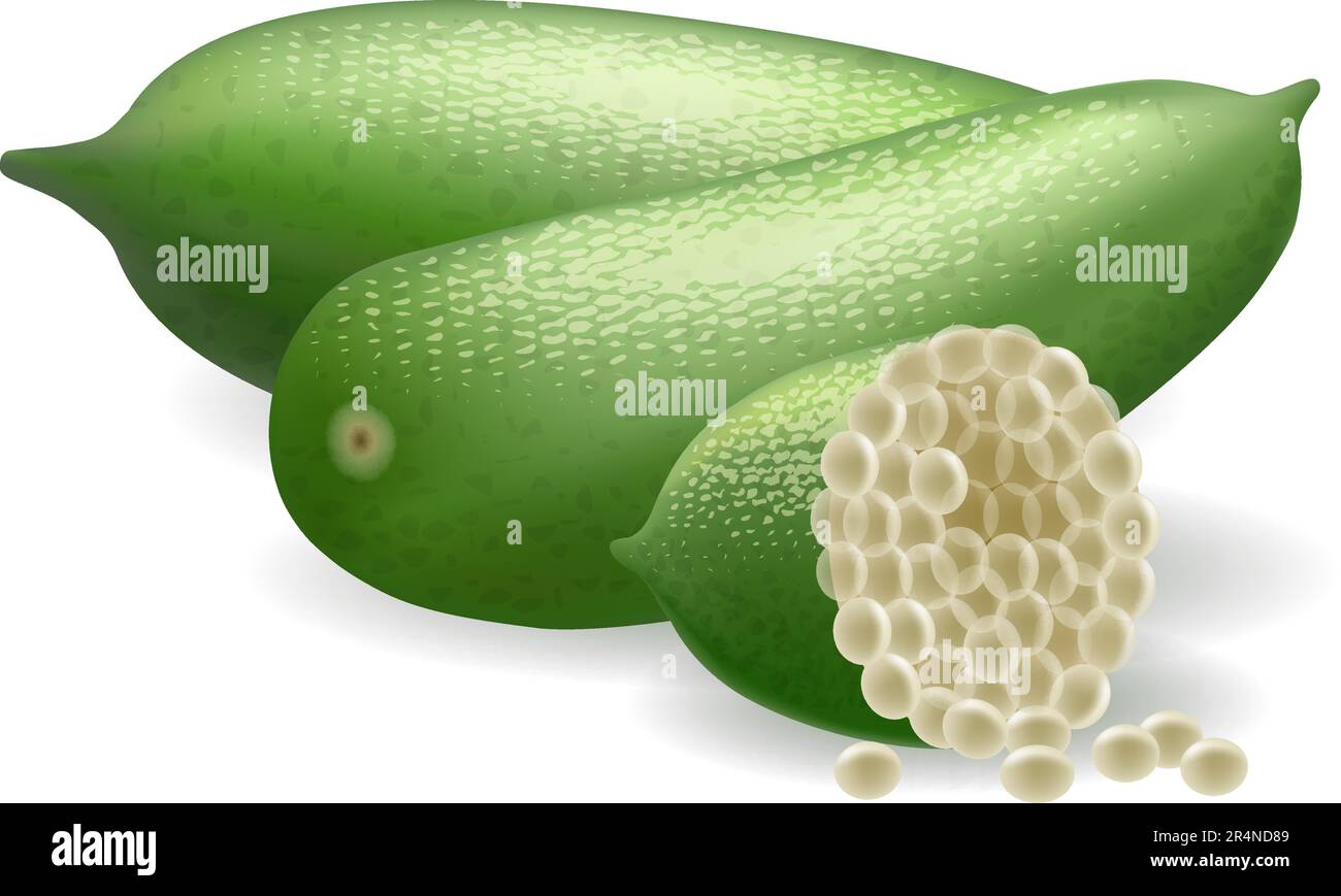 Finger lime caviar pulp Stock Vector Image & Art - Alamy