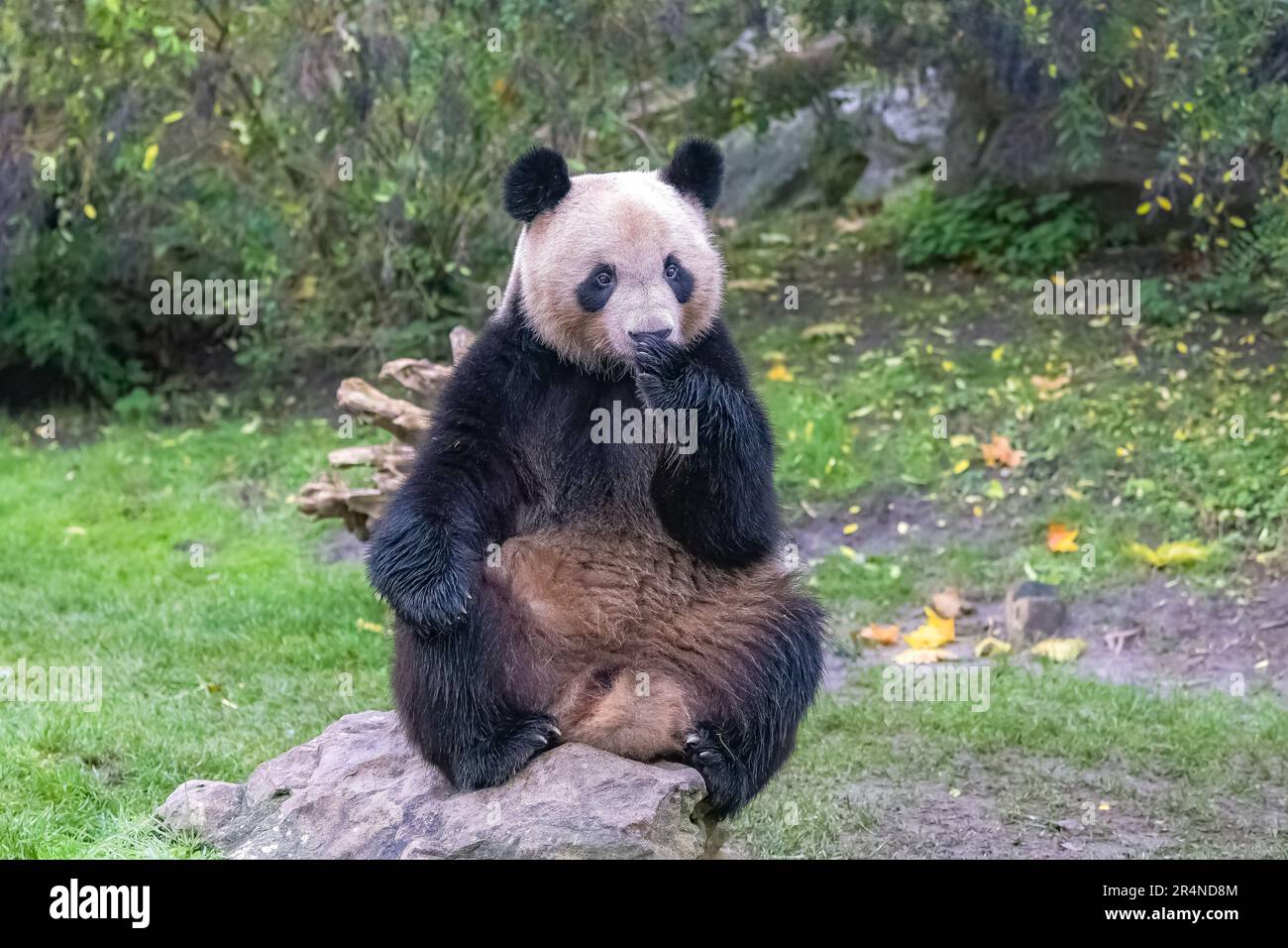 Panda on rock hi-res stock photography and images - Alamy