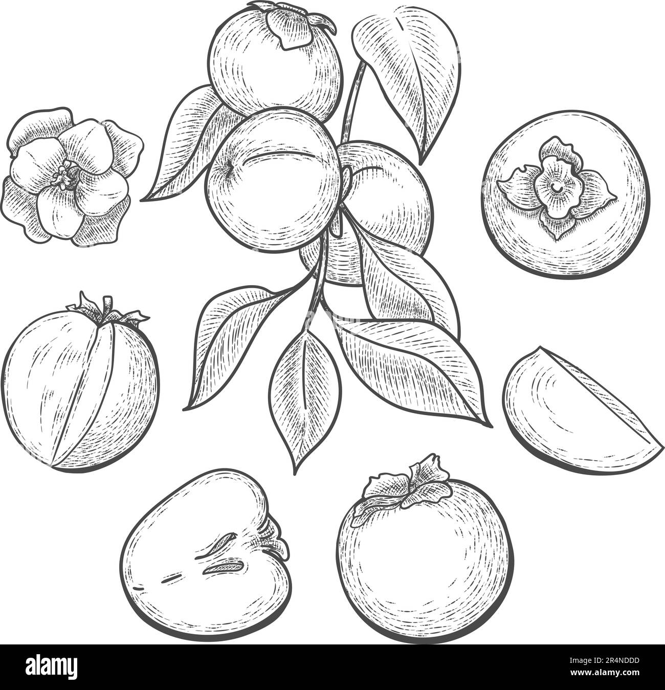 Persimmon on plant in Black and White Stock Photos & Images - Alamy