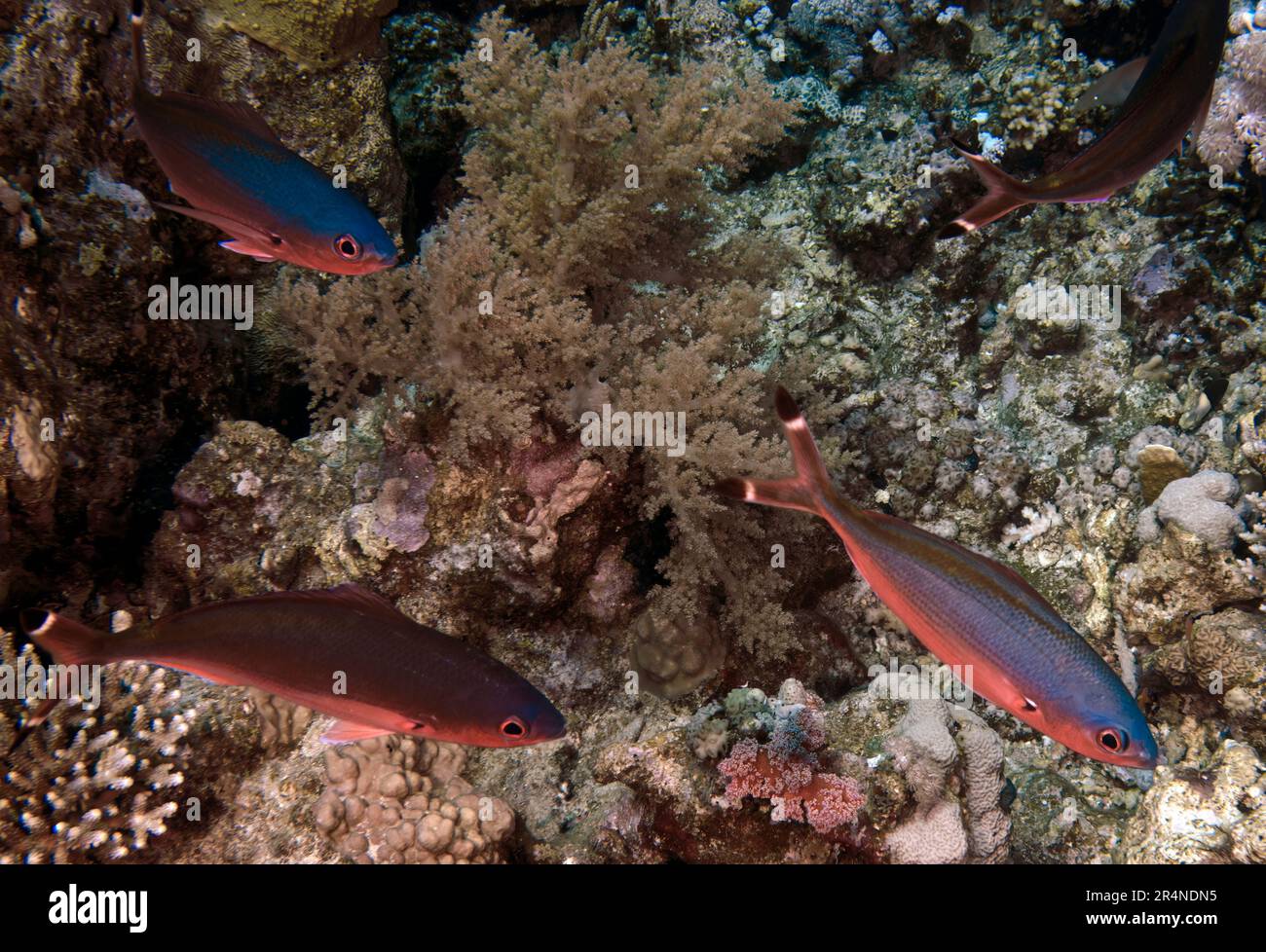 Suez Fusiliers (Caesio suevica) in the Red Sea, Egypt Stock Photo - Alamy