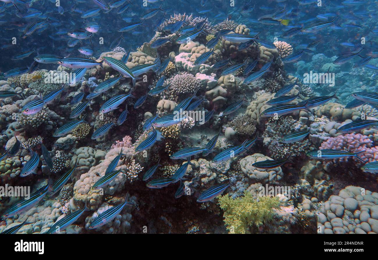 Striped Fusiliers (Caesio striata) in the Red Sea, Egypt Stock Photo ...