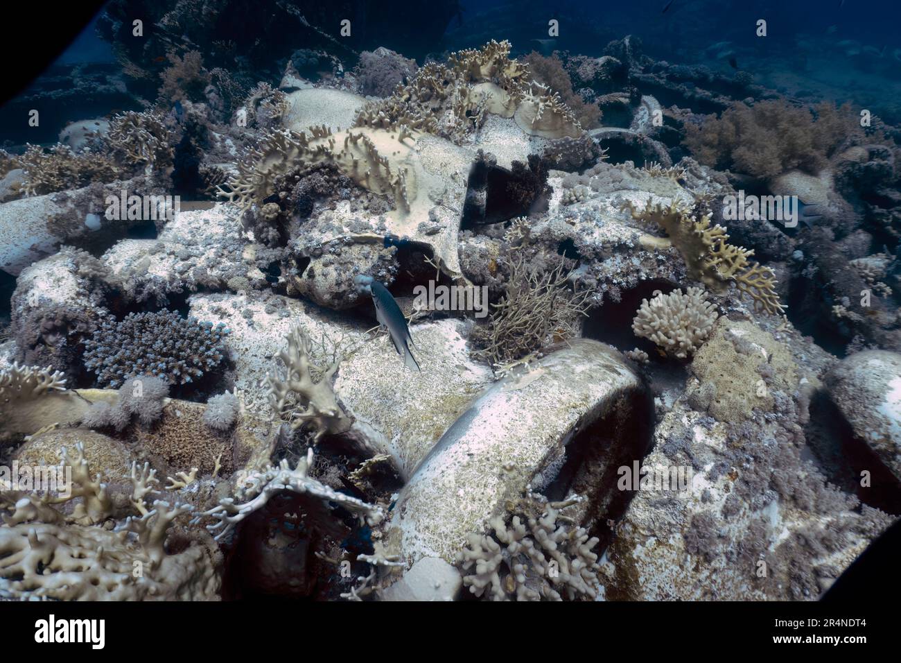 Cargo from the wreck of the Yolanda at the tip of the Sinai Peninsula ...