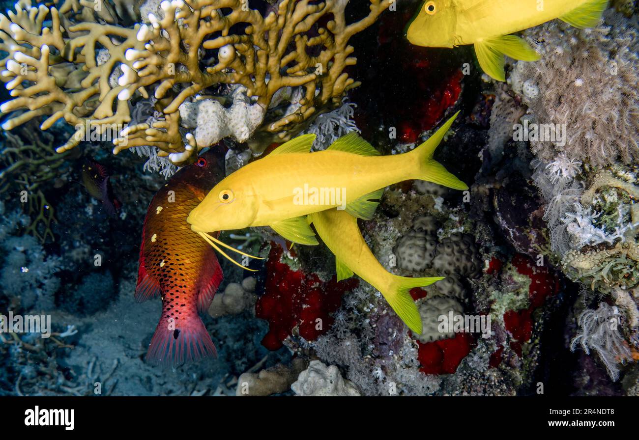 Yellowsaddle Goatfish (Parupeneus cyclostomus) in the Red Sea, Egypt ...