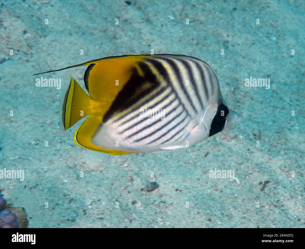 Threadfin butterflyfish chaetodon auriga hi-res stock photography and ...