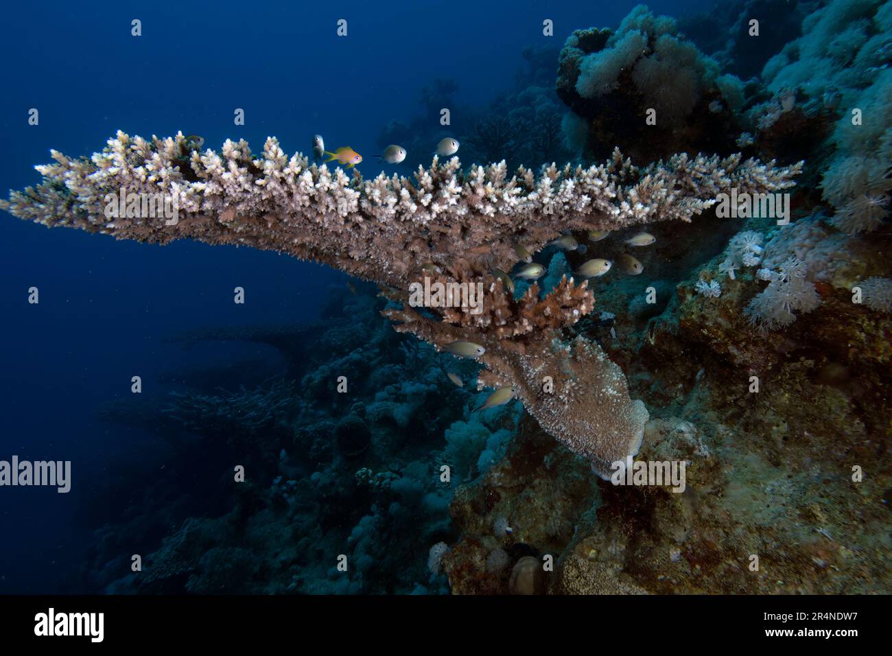 Table Coral (Acropora pulchra) in the Red Sea, Egypt Stock Photo - Alamy