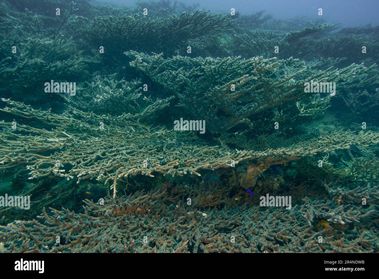 Table Coral (Acropora pulchra) in the Red Sea, Egypt Stock Photo - Alamy