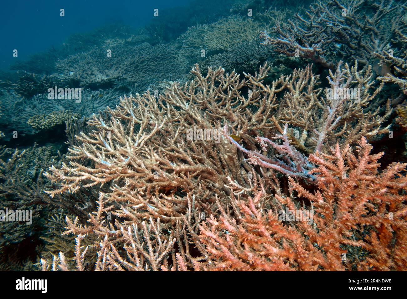 Table Coral (Acropora pulchra) in the Red Sea, Egypt Stock Photo - Alamy