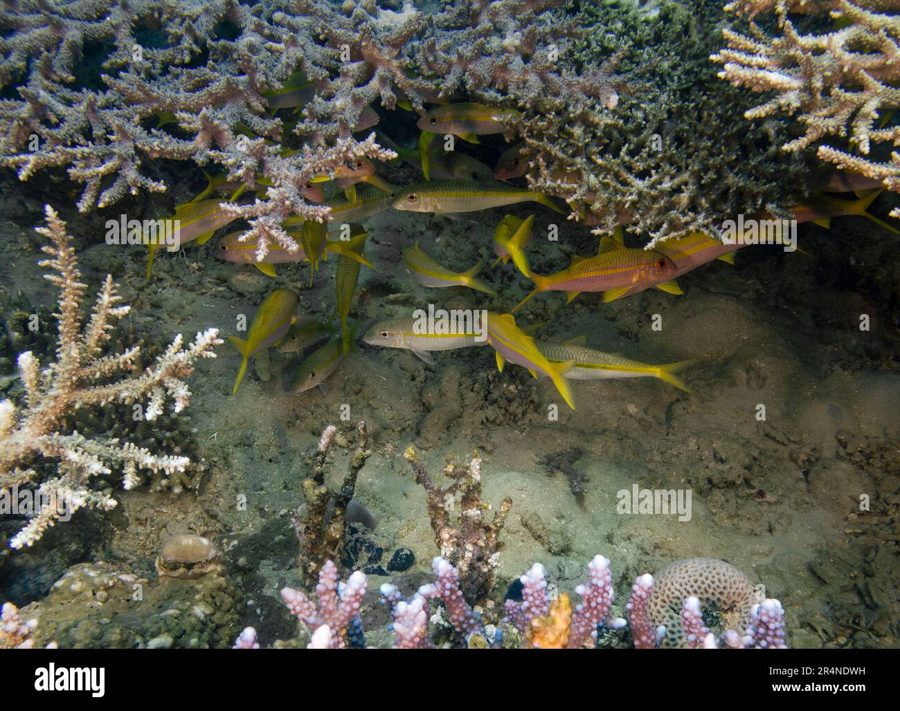 Yellow Goatfish (Mulloidichthys martinicus) in the Red Sea, Egypt Stock ...