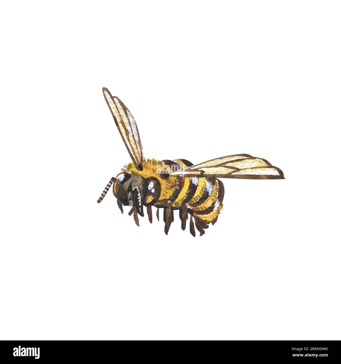 Yellow bee fly with detailed texture isolated on white background ...