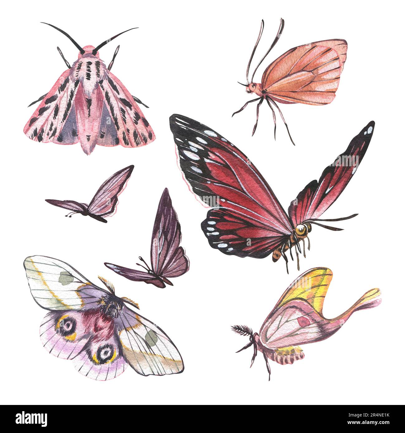 Butterfly Flying Drawing Butterfly Vector Hand Drawn Realistic Line