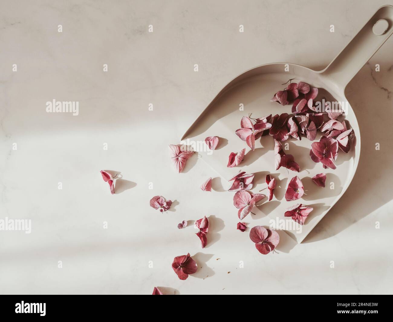 Scoop for collecting garbage and dry fallen hydrangea flowers in a ...