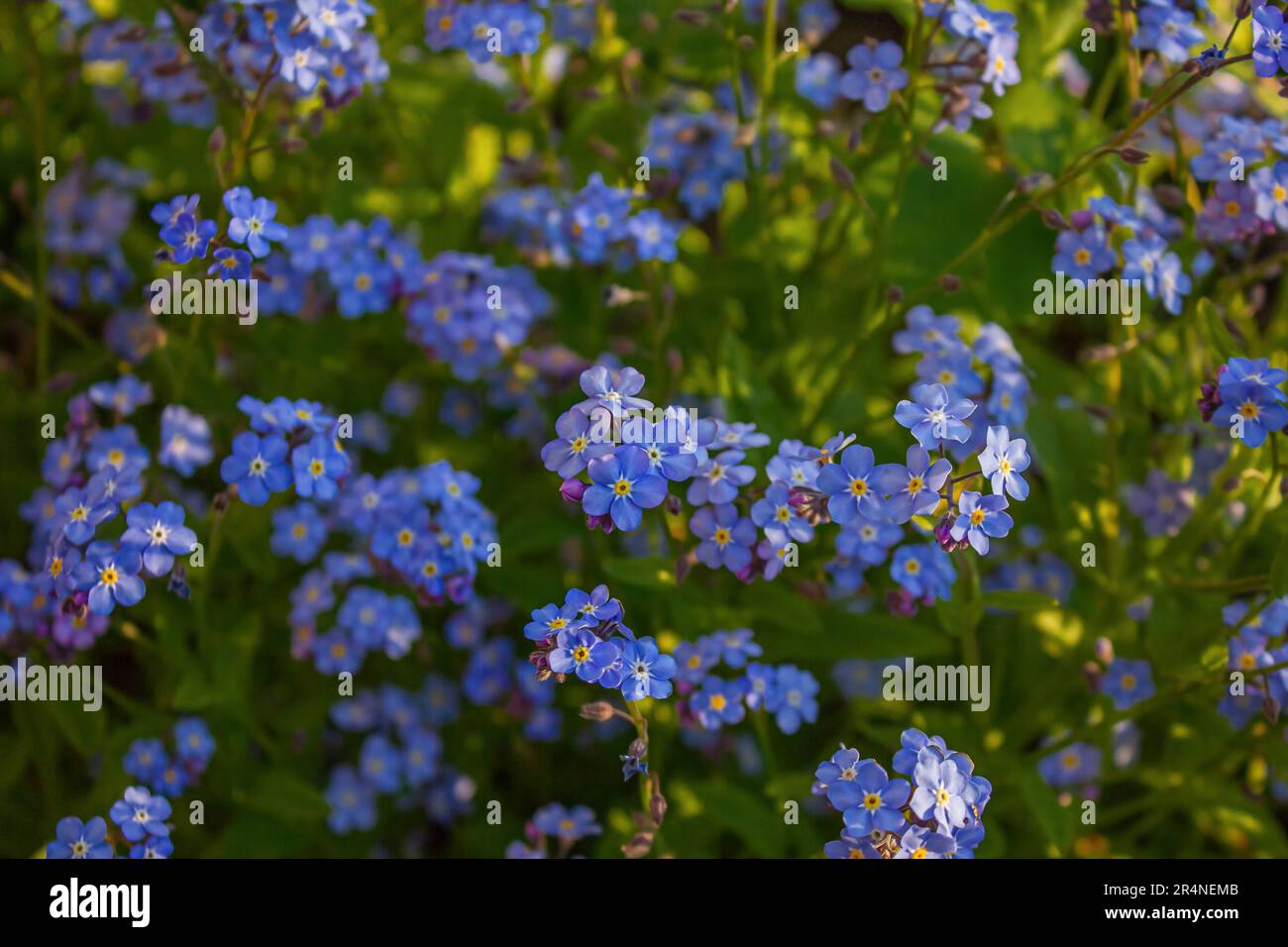 Blue Forget me not Flowers Blooming on green background (Forget-me-nots ...