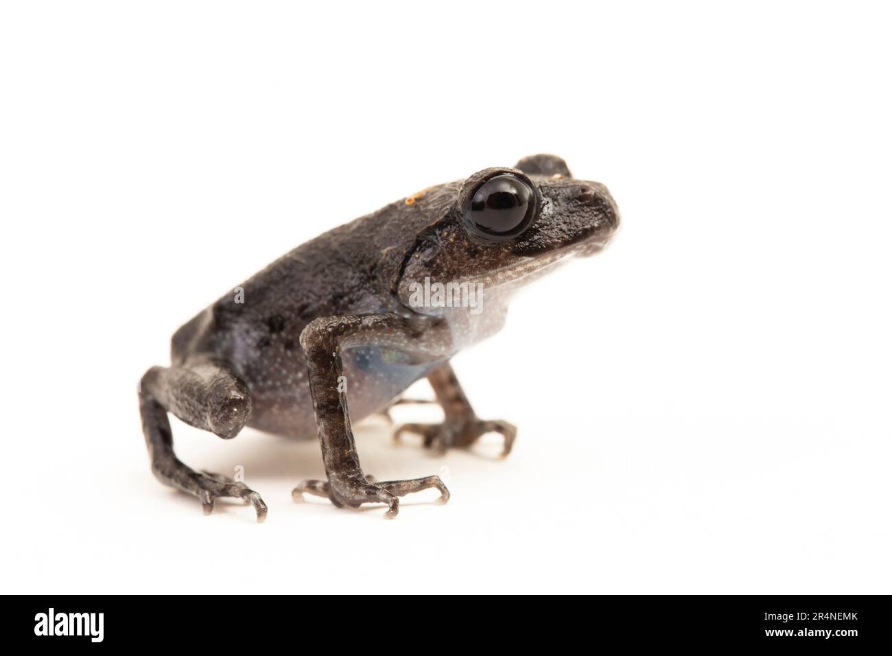 Hasselt's toad, Java spadefoot toad, Hasselt's litter frog ...