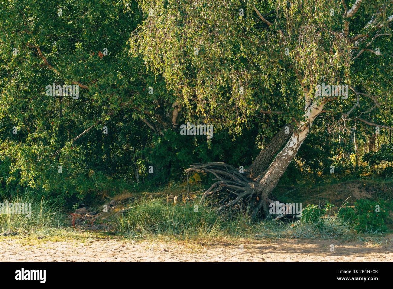 Fallen white birch tree at Kattegat sea West beach in Halmstad, Sweden. Selective focus Stock ...
