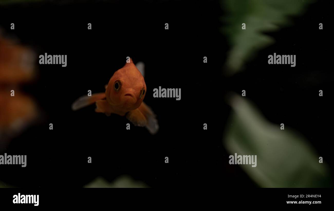 Aquarium fish in dark background with green plants Stock Photo - Alamy