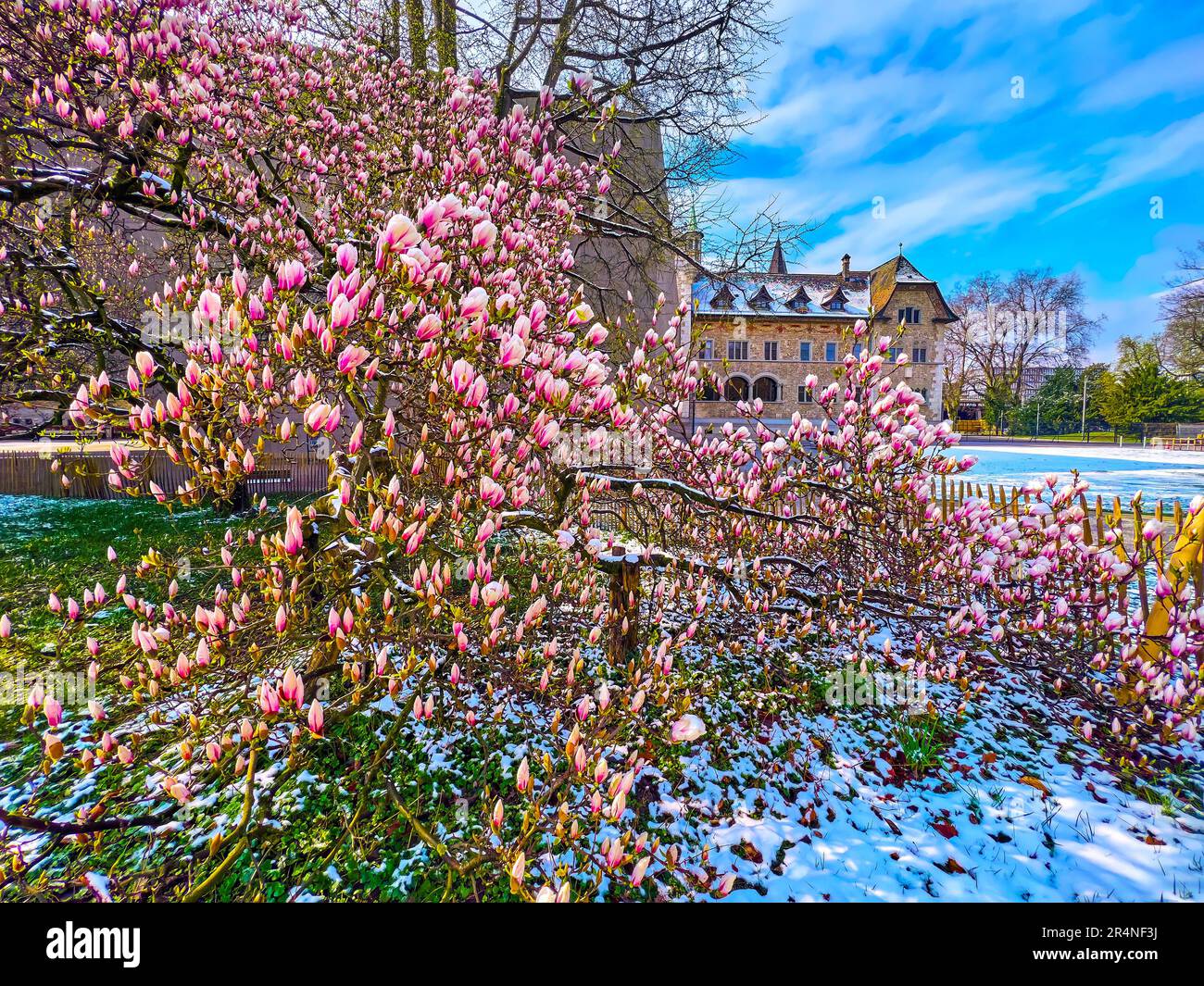 The scenic blooming magnolia trees under the snow in Platzspitz park in ...
