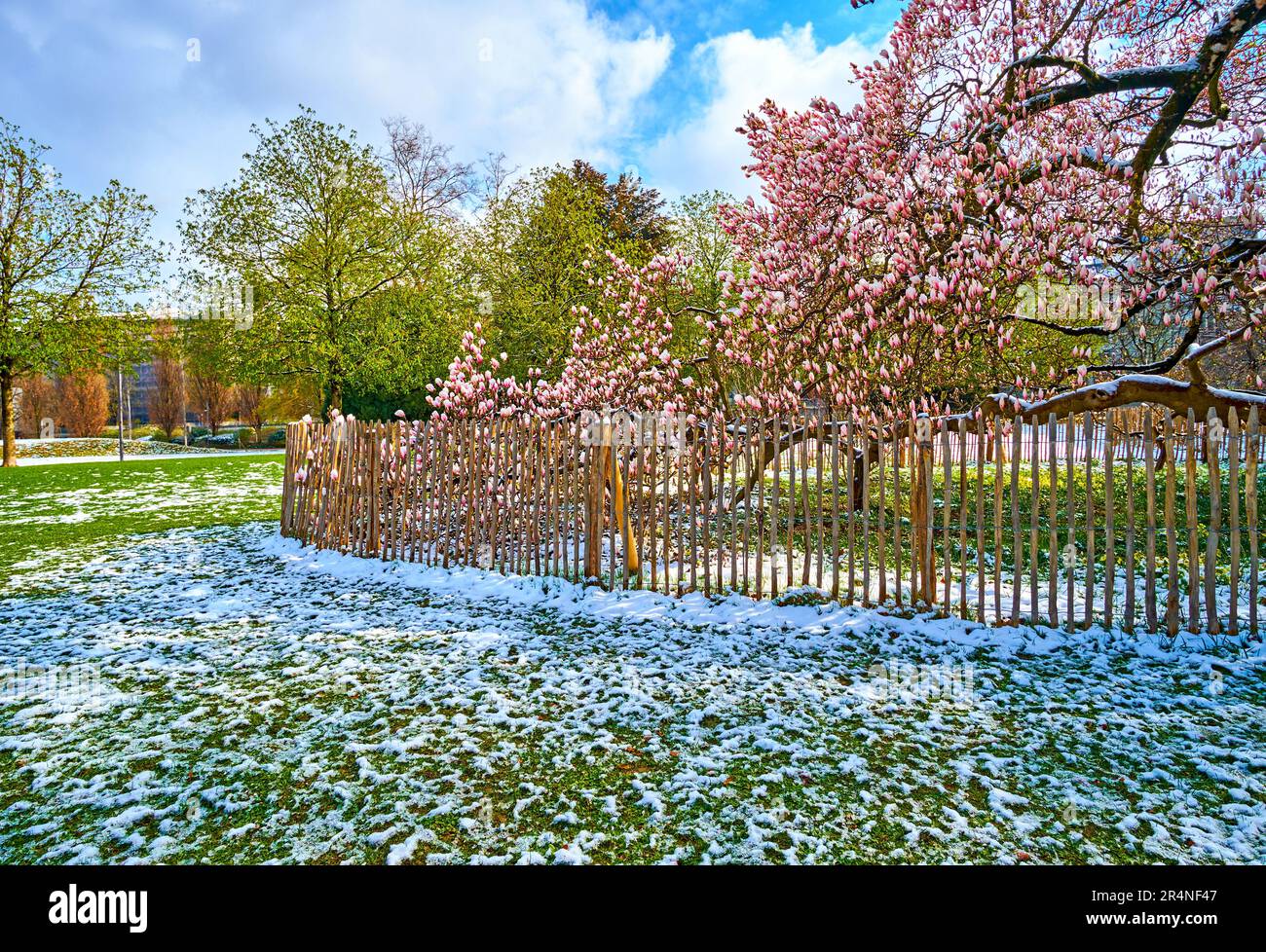 Spring snowy morning in Platzspitz park and blooming magnolia trees ...