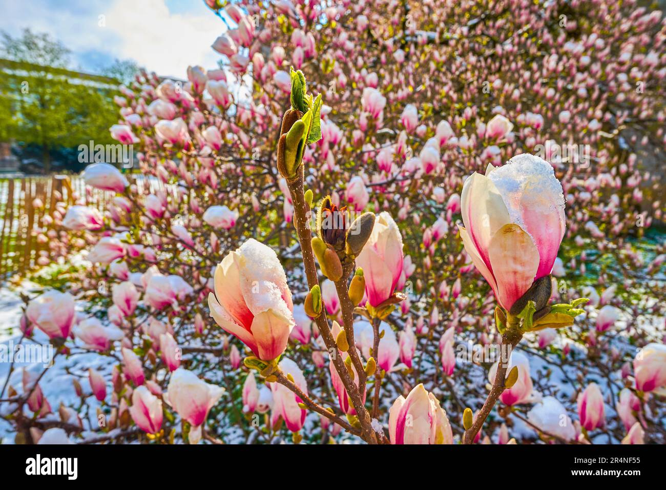 Blooming pink magnolia liliiflora in snow, Platzspitz park in Zurich ...