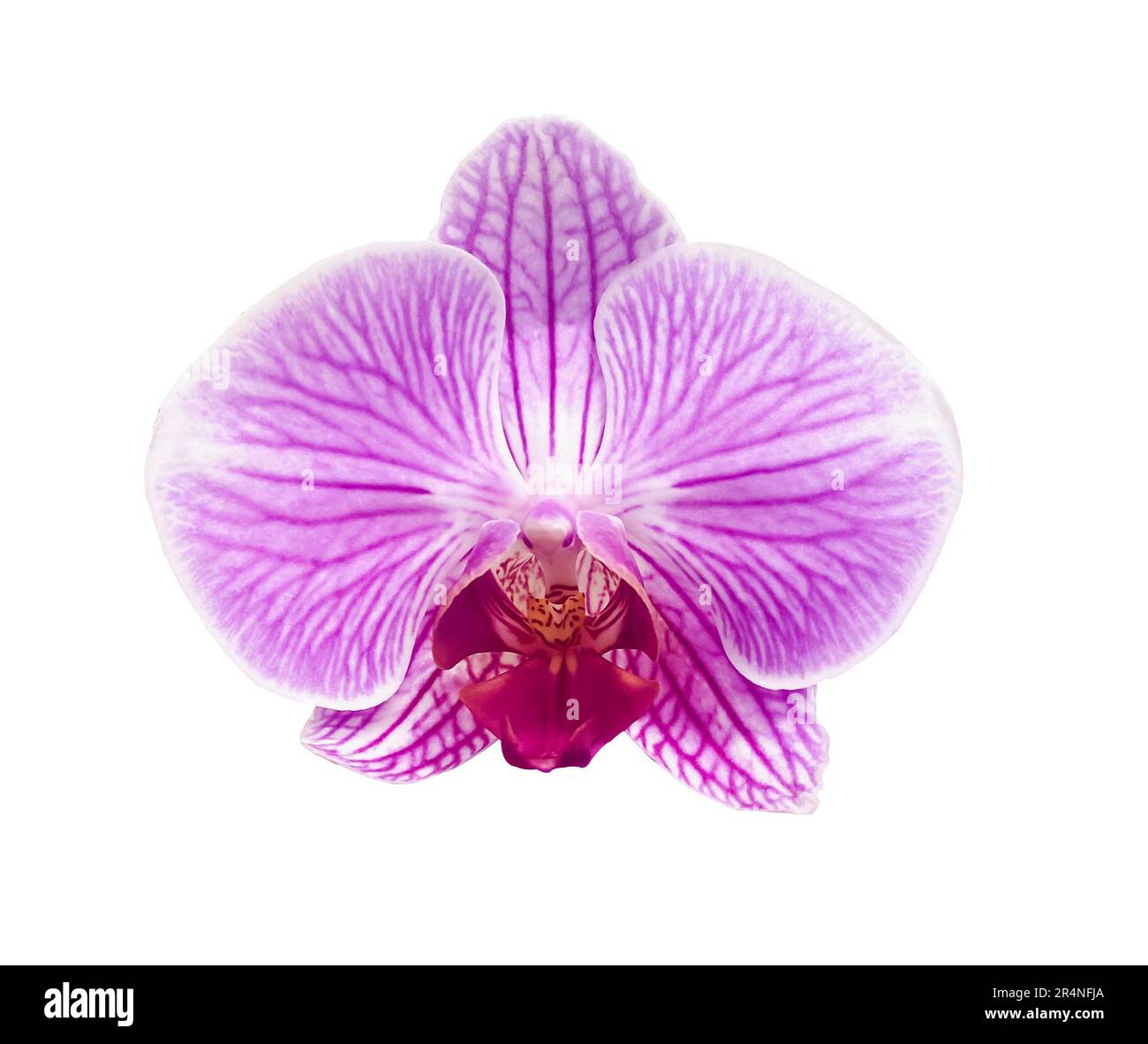 Pink striped orchid flower Isolated on white background. Object with ...