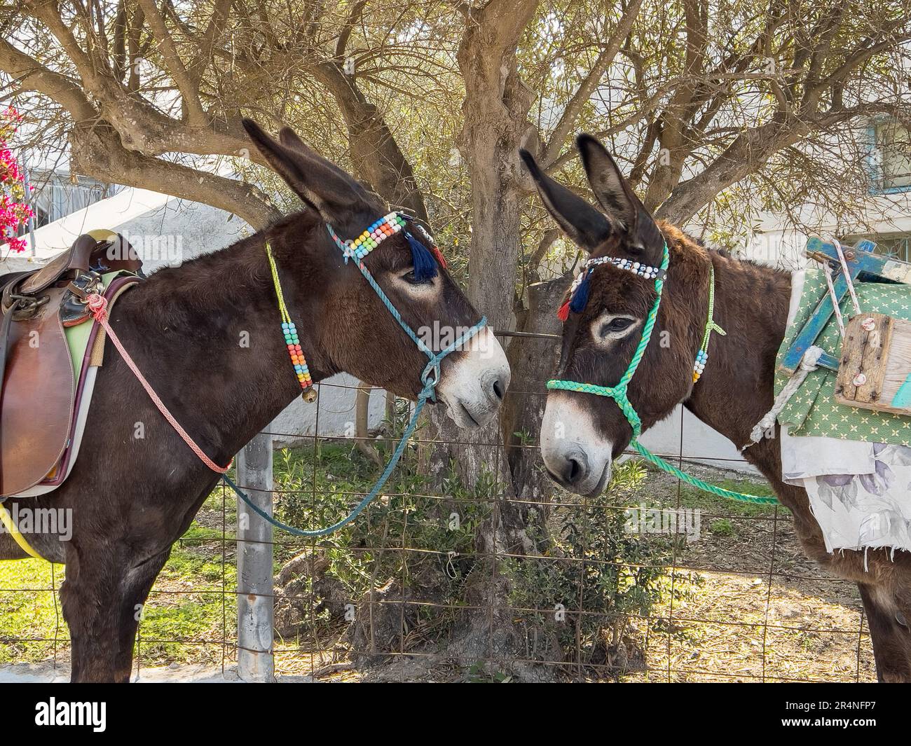 2 donkeys seeing each other Stock Photo - Alamy