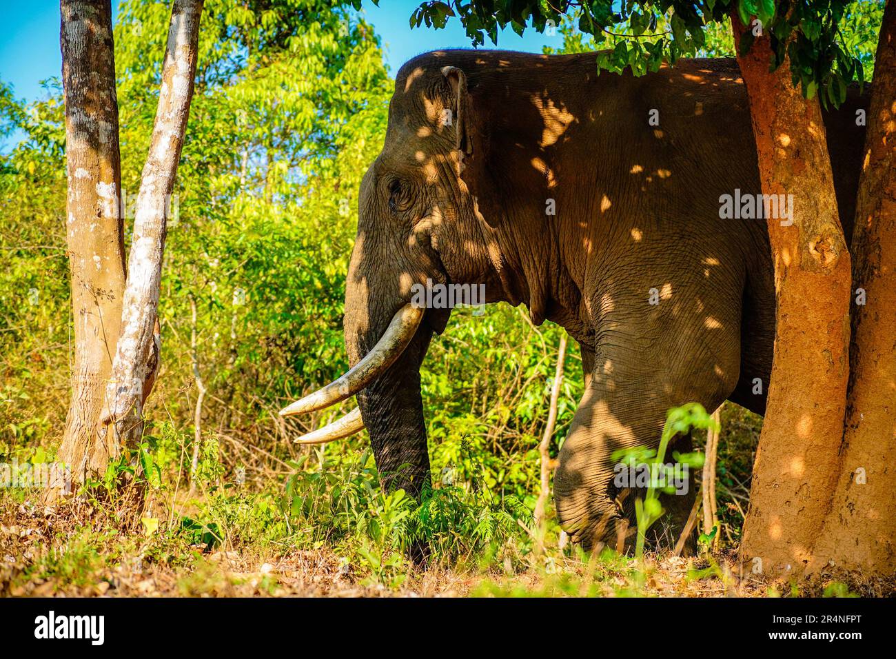 Asian wild elephant on the side of a forest road in Western Ghats, high ...
