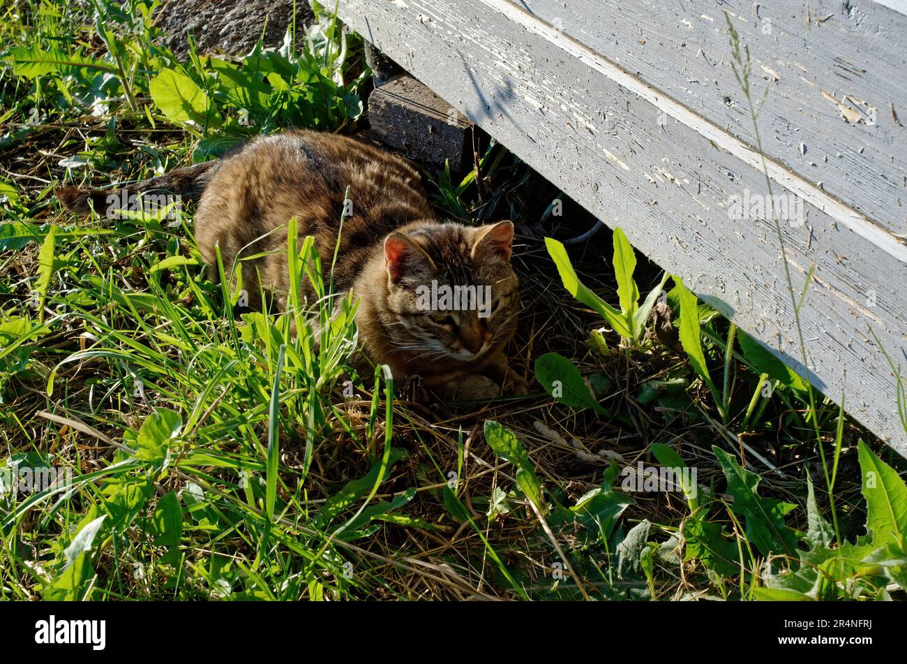 Furry cat lies in hi-res stock photography and images - Alamy
