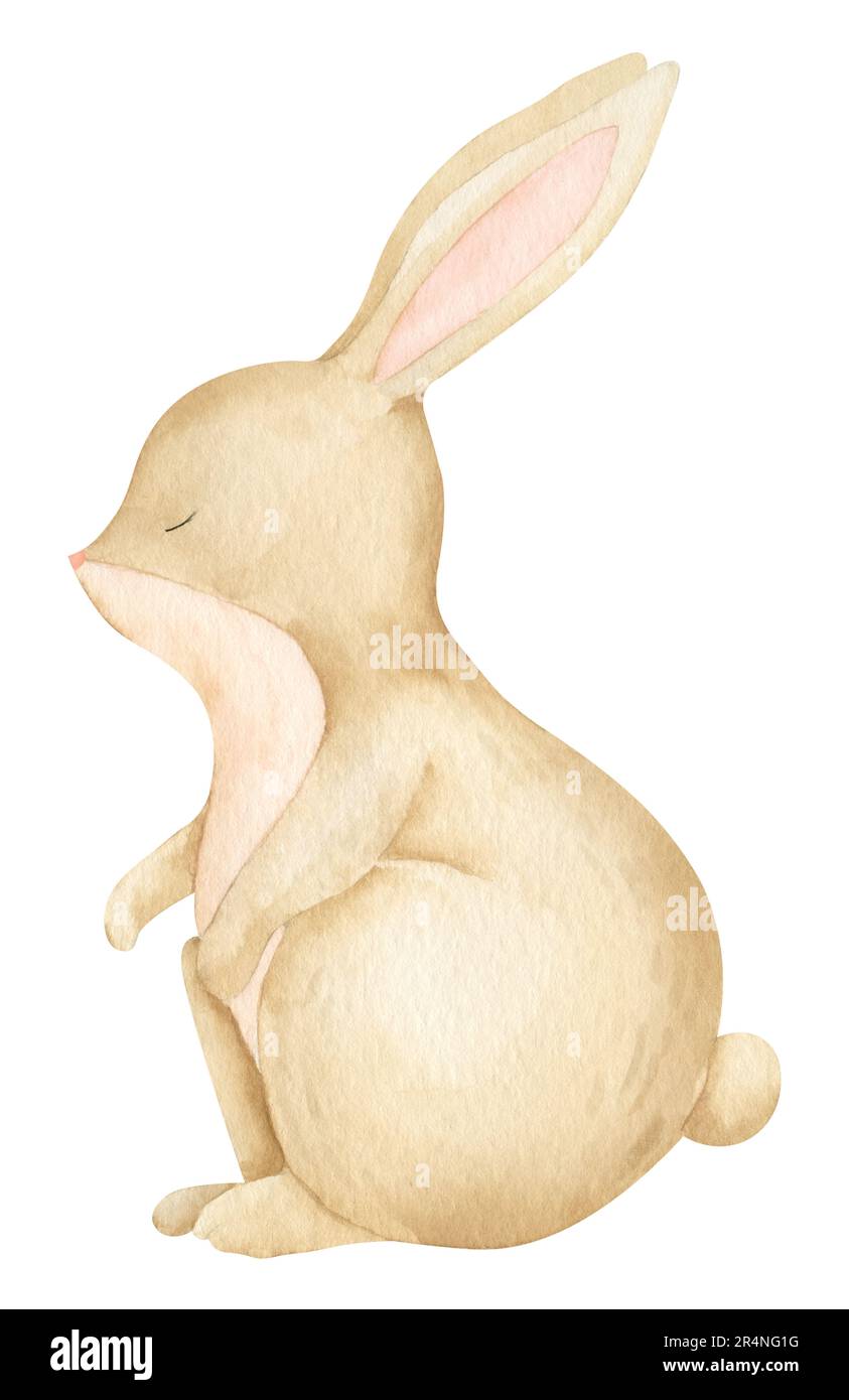 Baby Bunny Rabbit Drawing