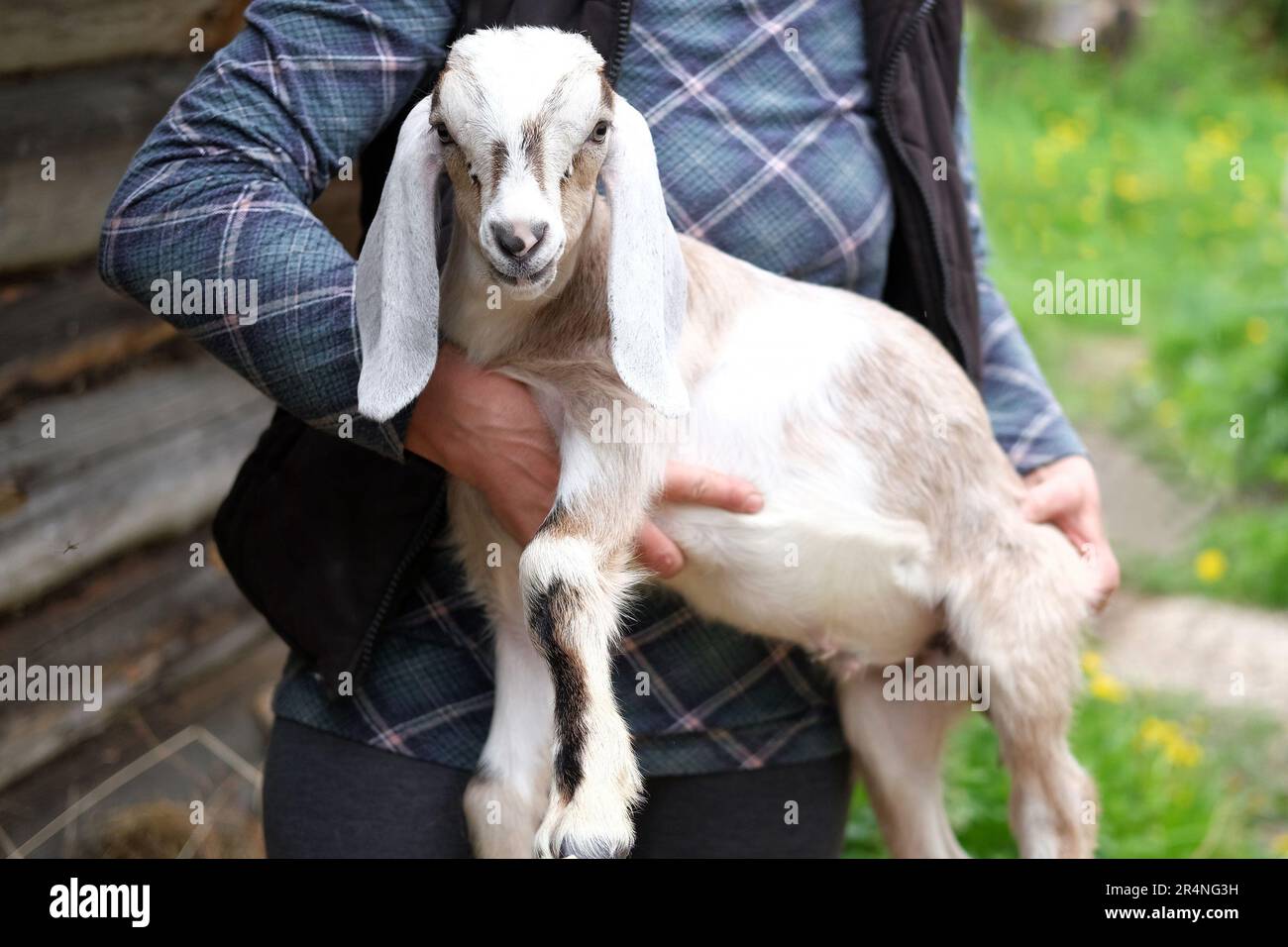 The Anglo-Nubian is a British breed of domestic goat. Little Nubian ...