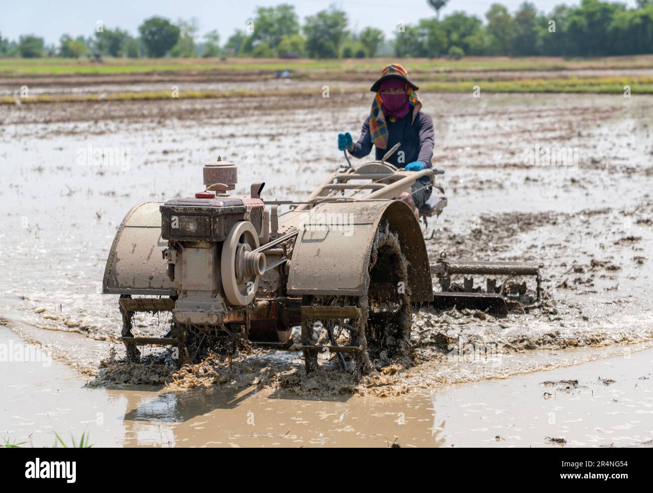 Farmer use tractor plowing soil in the rice field for planting rice ...