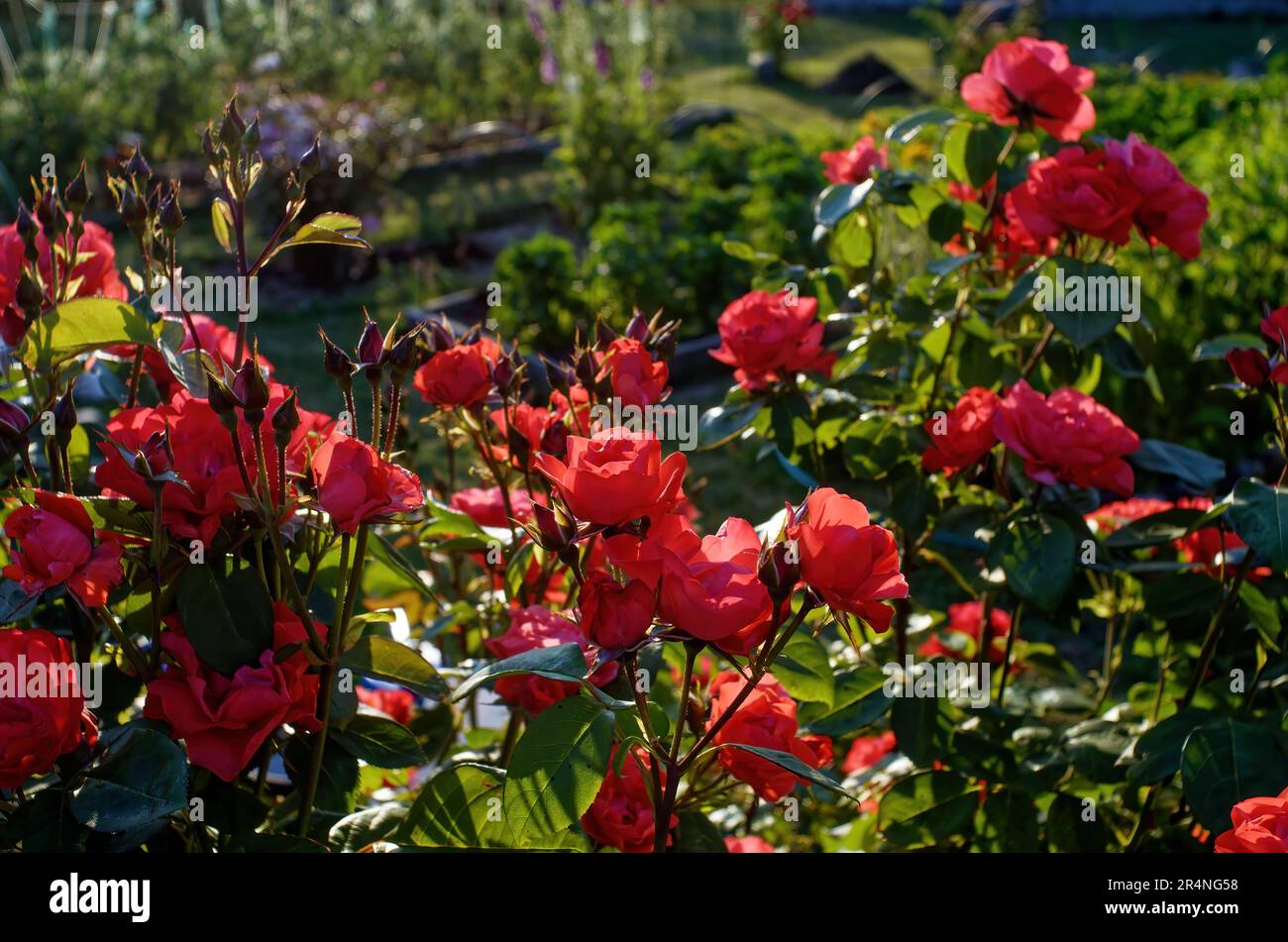 Tea rose flowers in the garden, in summer Stock Photo - Alamy
