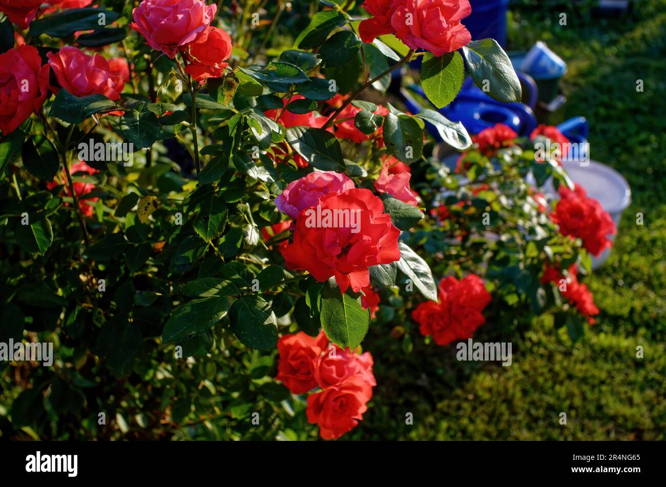 Tea rose flowers in the garden, in summer Stock Photo - Alamy