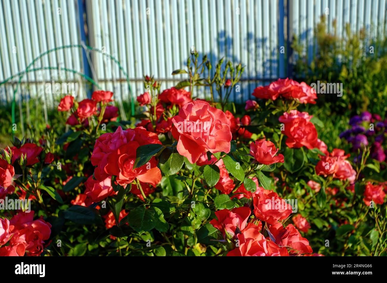 Tea rose flowers in the garden, in summer Stock Photo - Alamy
