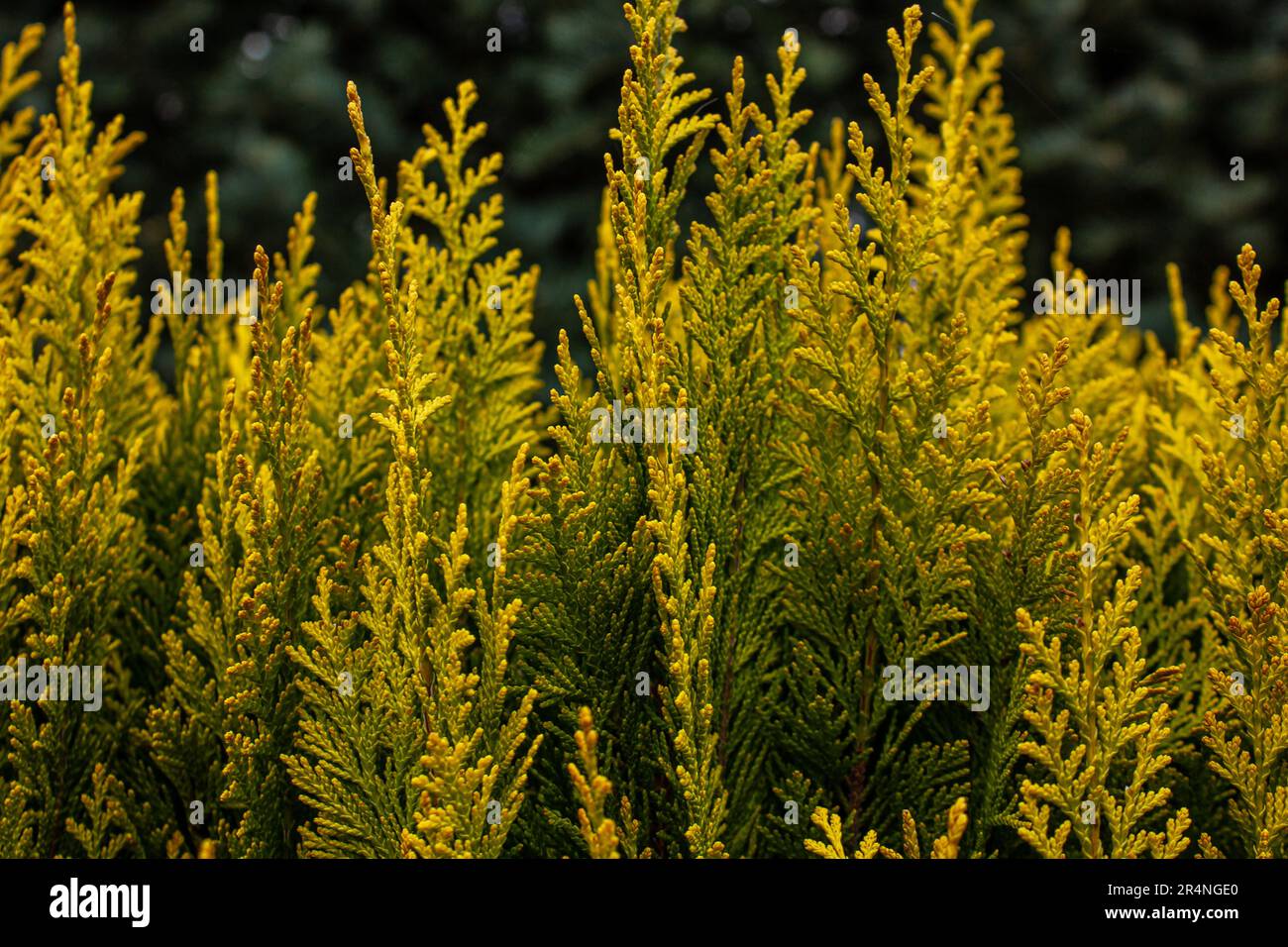 Natural background of yellow thuja leaves. Beautiful closeup leaf ...