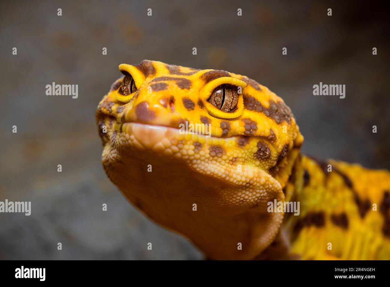Portrait of a leopard gecko, close up of the head of a leopard gecko ...