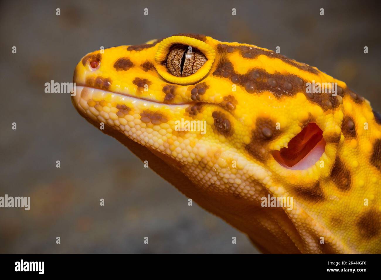 Portrait of a leopard gecko, close up of the head of a leopard gecko ...