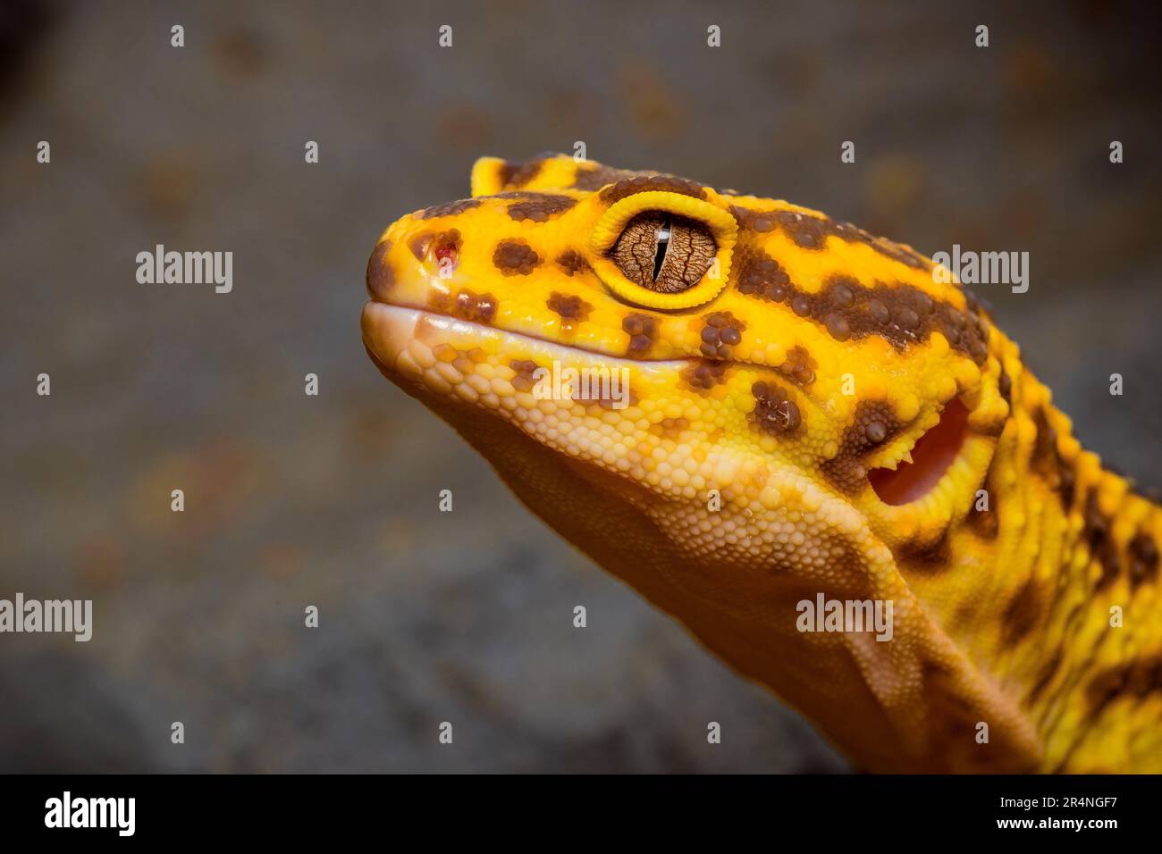 Portrait of a leopard gecko, close up of the head of a leopard gecko ...
