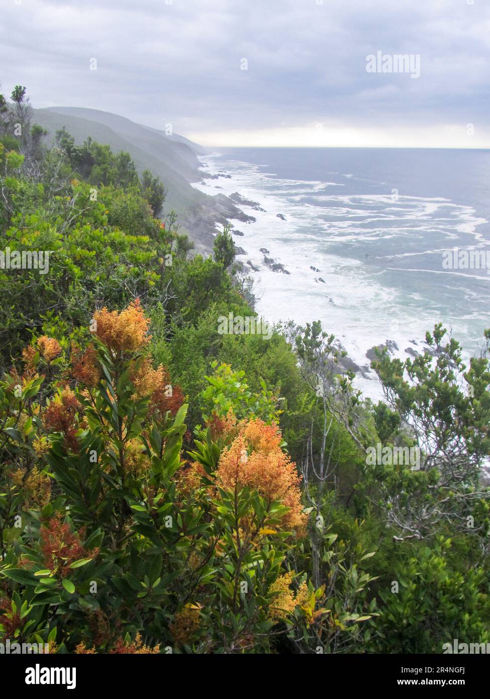 Fynbos biosphere hi-res stock photography and images - Alamy
