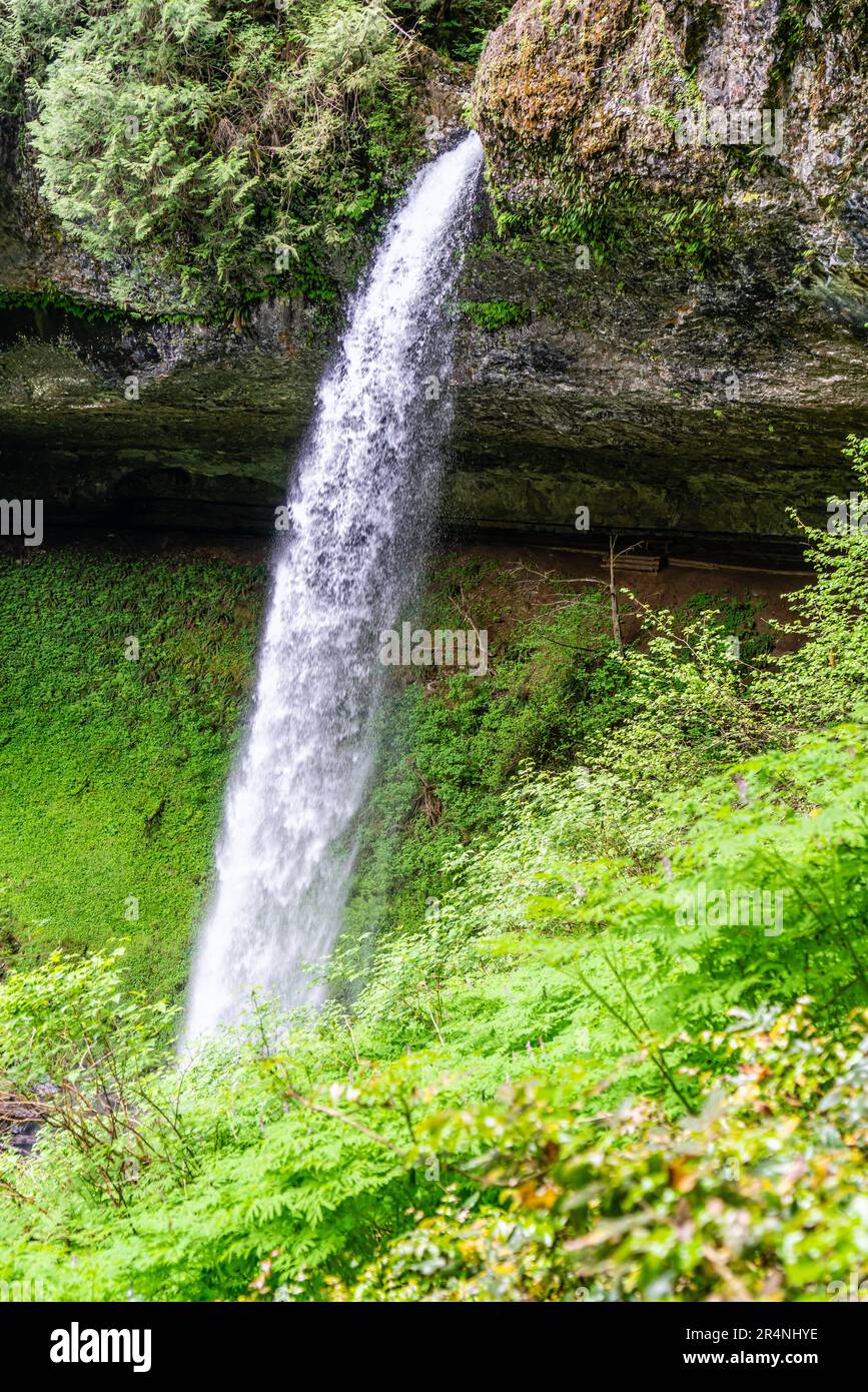 A landscape shot of the Lower North Falls at Silver Falls State Park in ...