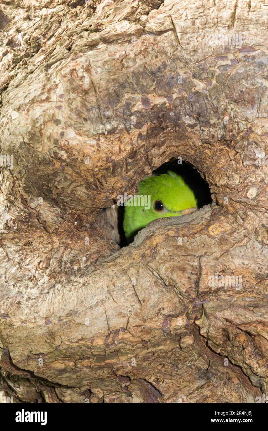 Ringtail parakeet in roost / nest in nesting season during the ...