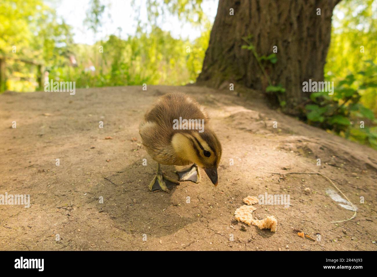 A young duckling and a piece of bread fed to it by a child. Some ...