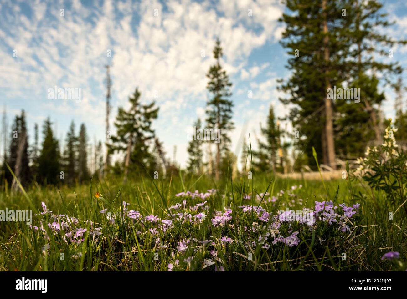 Mountain Phlox Grows In The Grass Along Trail In Backcountry of Crater ...