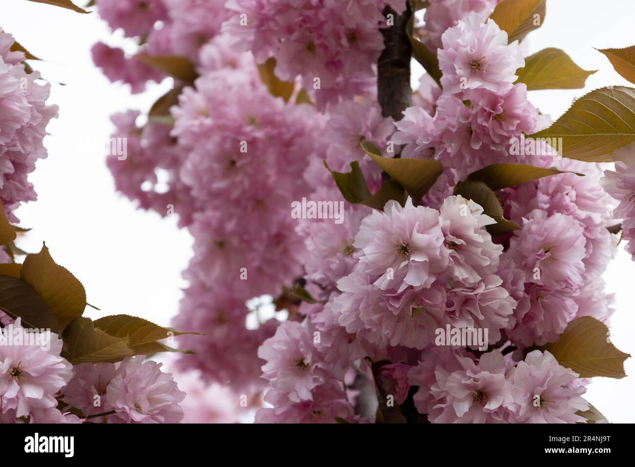 The beautiful spring pink sakura flowers against background. The ...