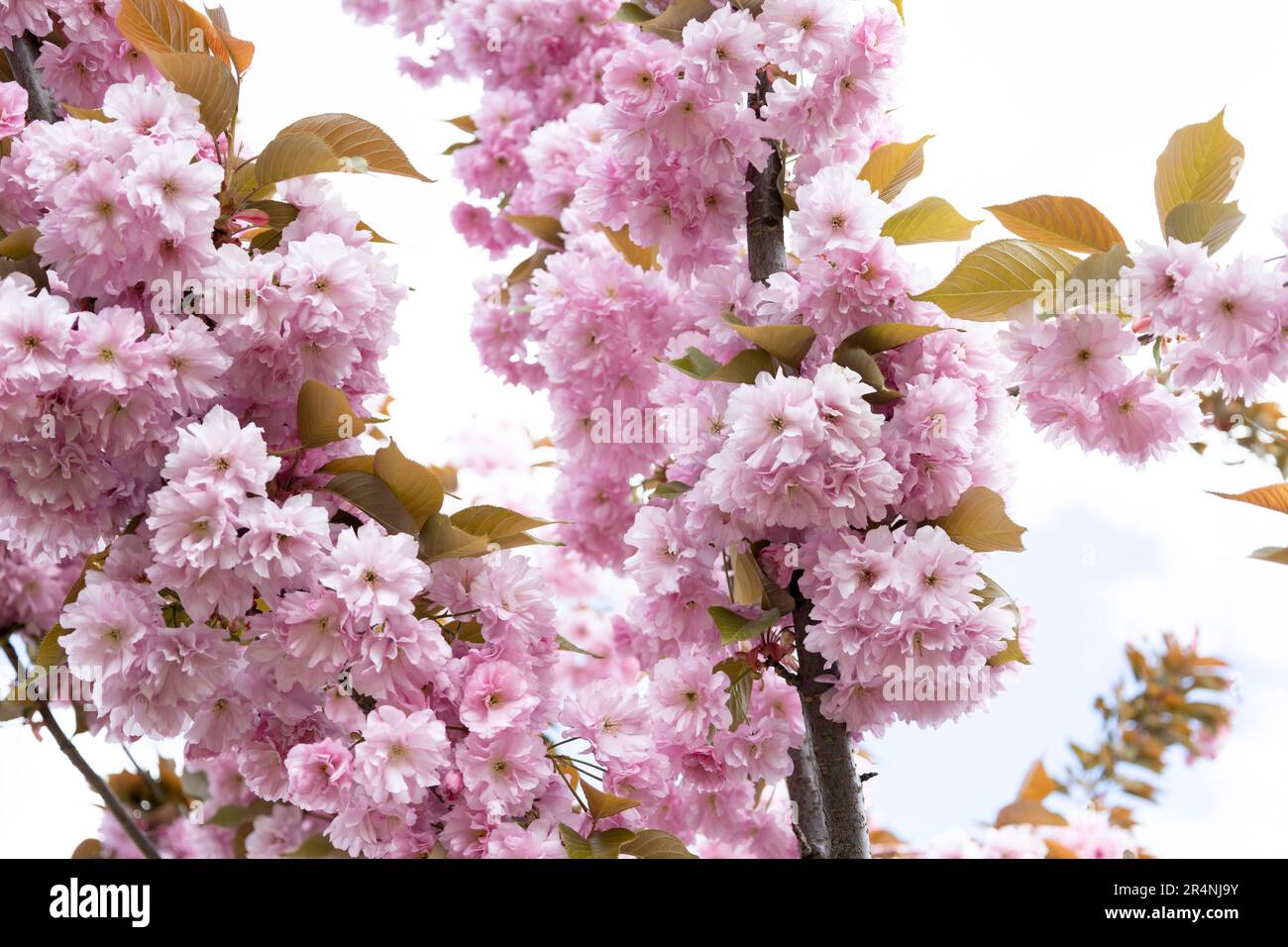 The beautiful spring pink sakura flowers against background. The ...