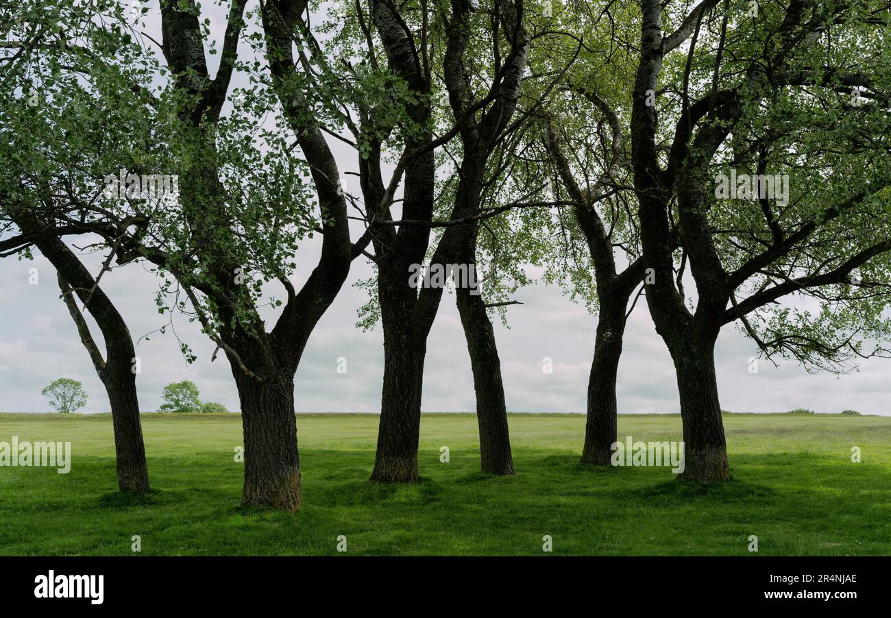 Small clump of trees hi-res stock photography and images - Alamy